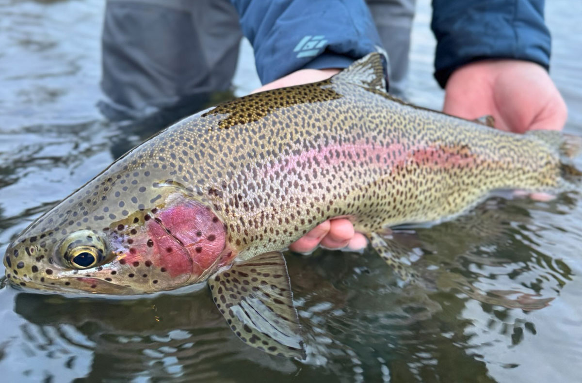 Silver Bow Fly Shop, Spokane's Fly Fishing Shop Since 1988 | Silver Bow ...